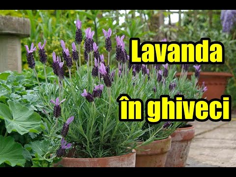 Cum se ingrijeste lavanda in ghiveci #gradinarurban