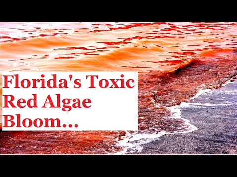 Red Tide Alert: Toxic Algae Karenia Brevis Causes Concerns for Public Health in Florida