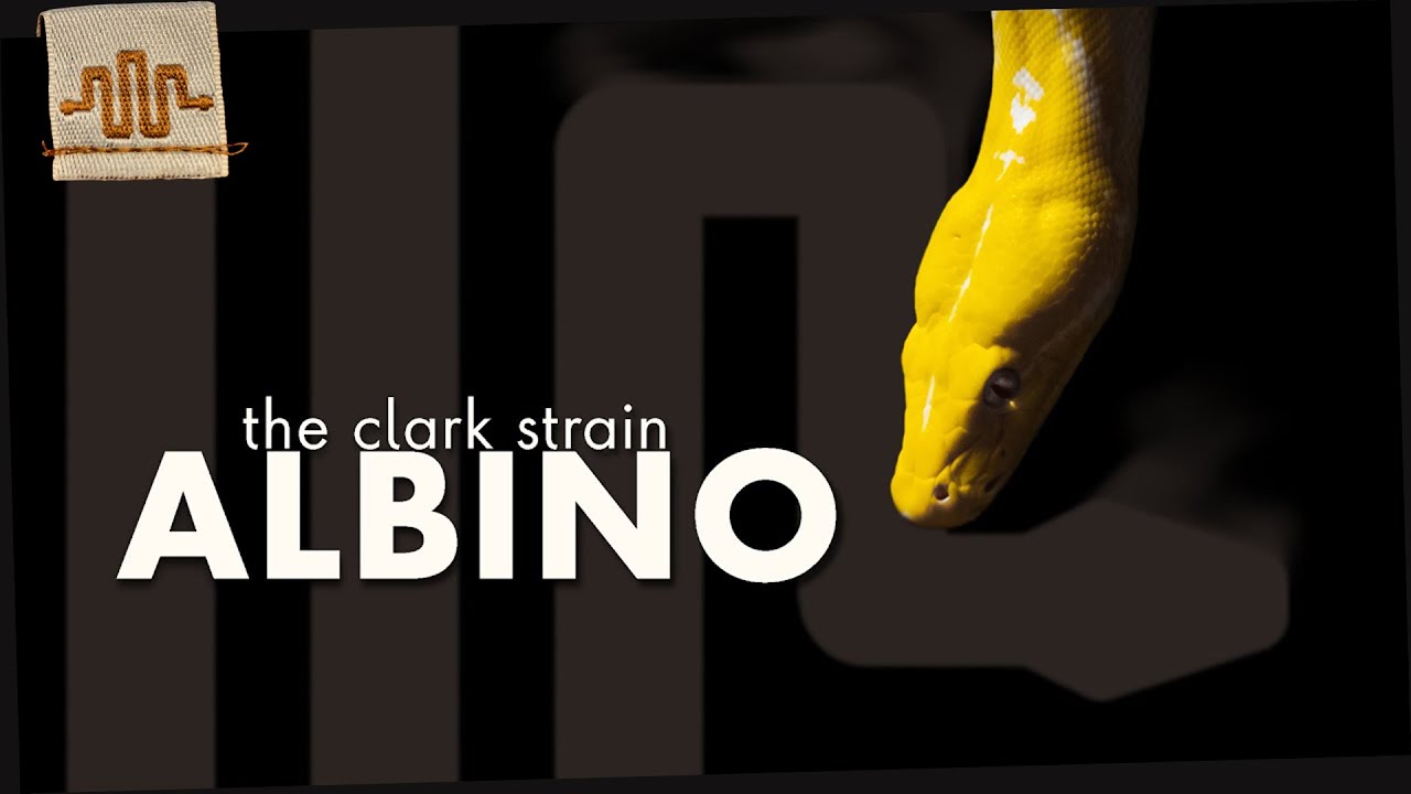 The CLARK STRAIN ALBINO | Morph Spotlight