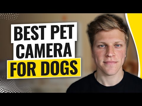 Best Pet Camera for Dogs (2025)