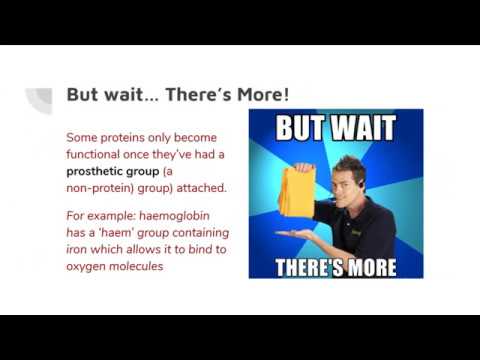 1.4 Proteins (A Level Biology)