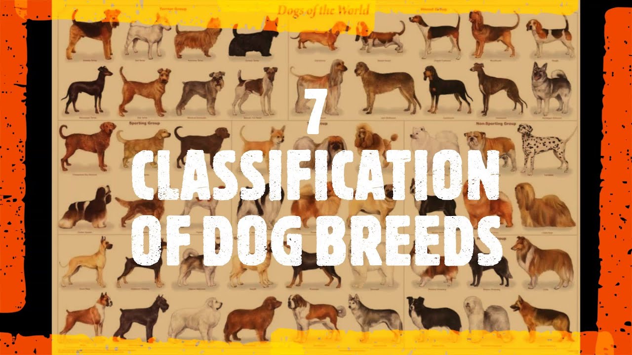 Dog Breed Group: 7 Classification