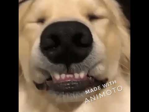 5 Funny dog GIFs