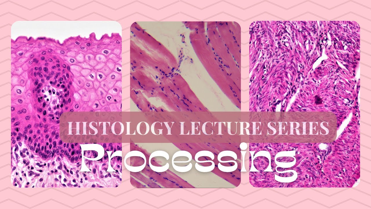 Processing-Histology Lecture Series