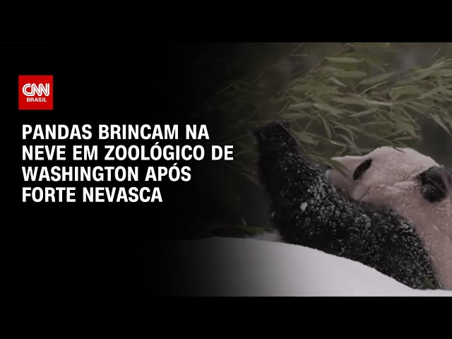Pandas brincam na neve em zoológico de Washington após forte nevasca ...