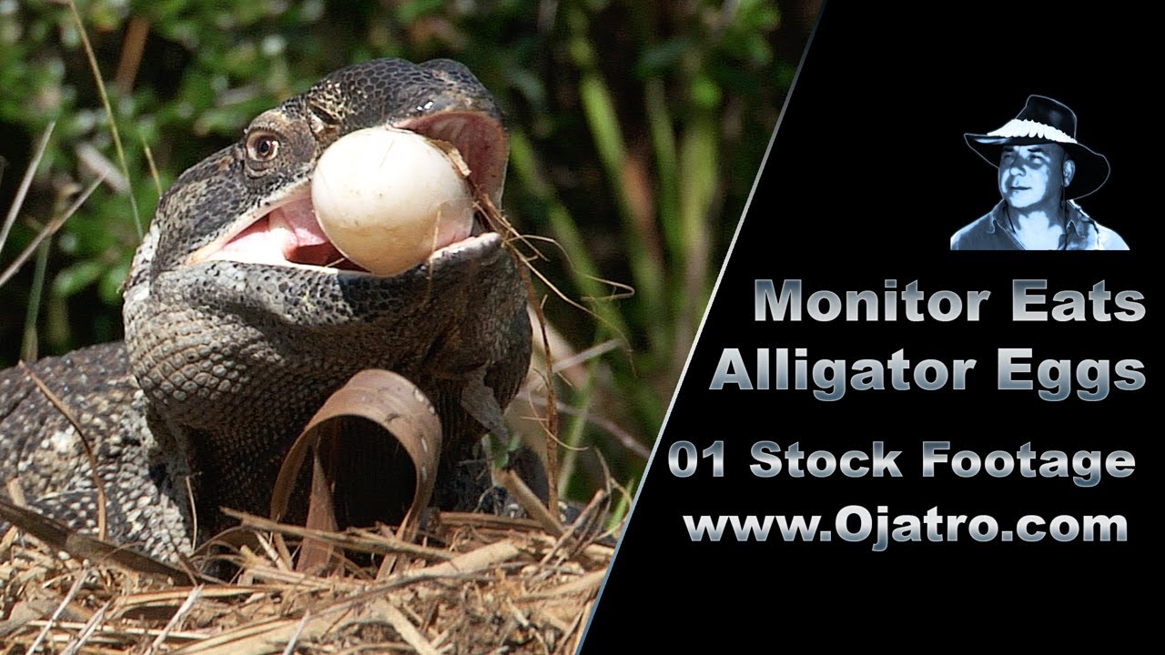 Monitor Eats Alligator Eggs 01 Stock Footage