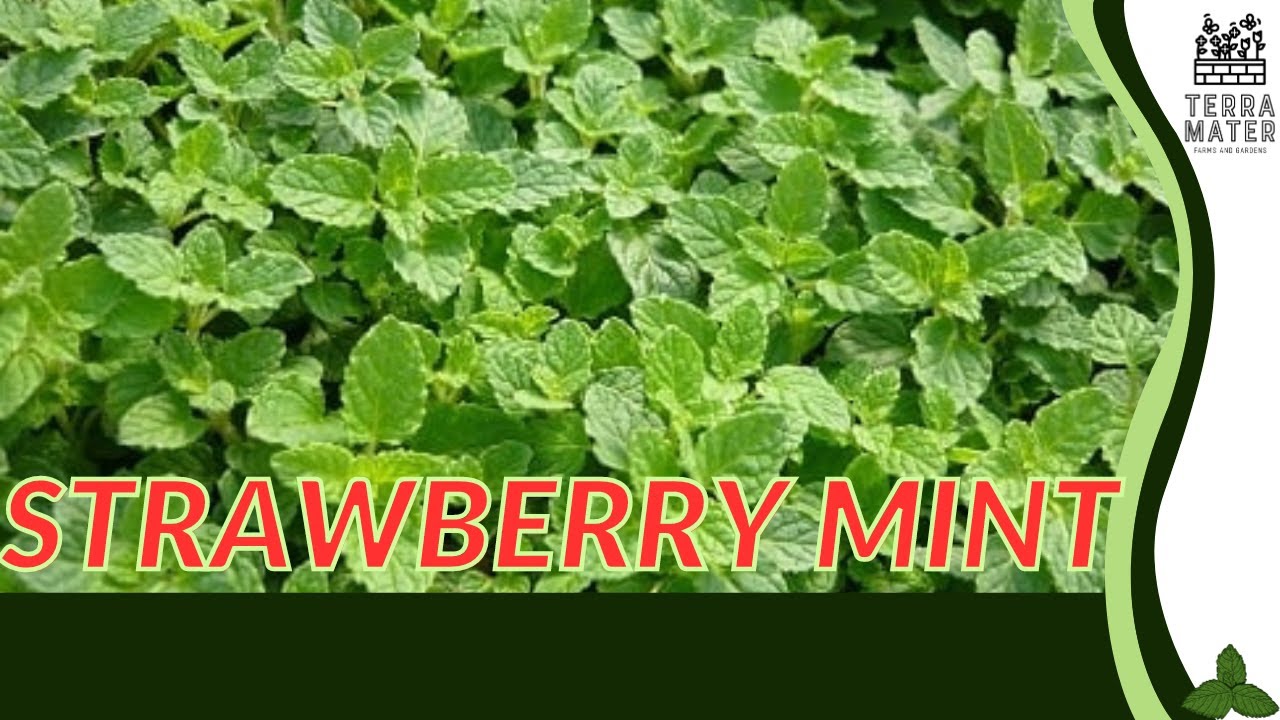 Savoring the Sweetness of STRAWBERRY MINT | herb garden delight! (Mentha x piperita)