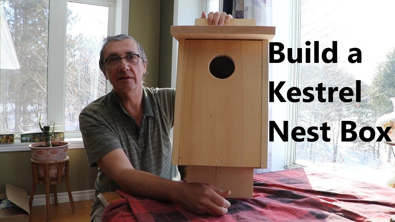 Build an American Kestrel Nest Box - Feb 11, 2021