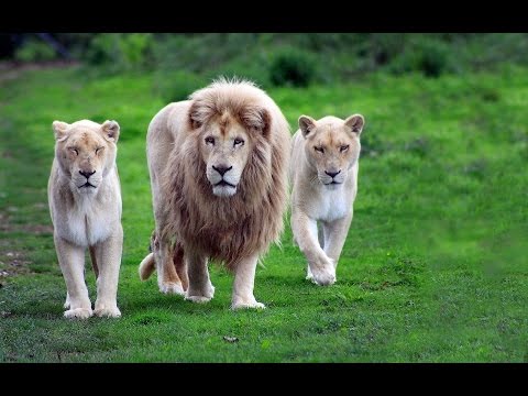 10 Amazing Facts About Animals (1)