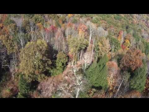 APES Biome Project: Temperate Deciduous Forests