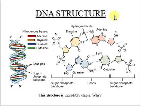 DNA and RNA: Structure and Function