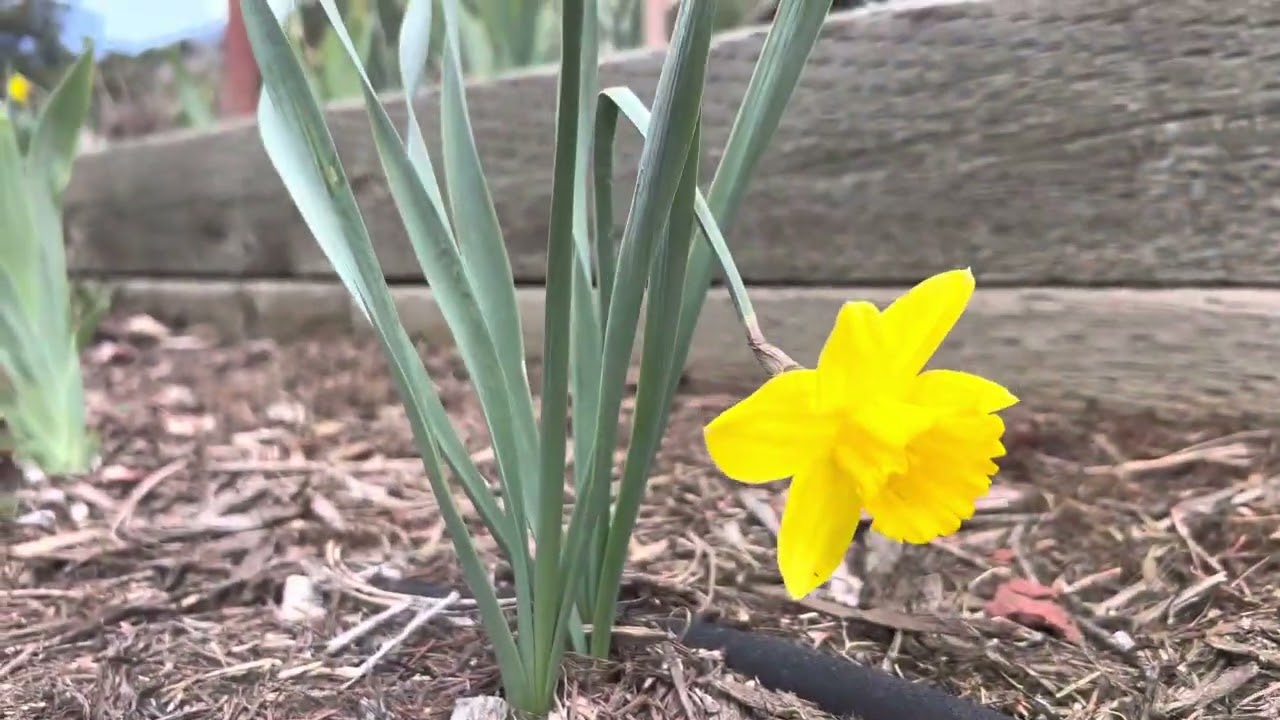 Bighorn Sheep pay a visit