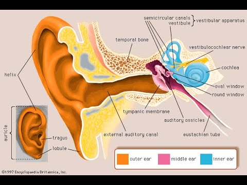 structure & function of the ear | Grade 12 life sciences | M.saidi | ThunderEDUC