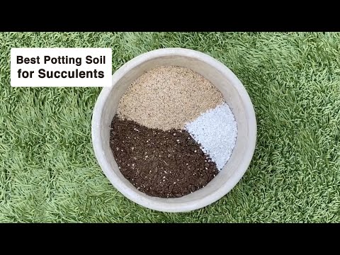 Best Potting Soil for Succulents