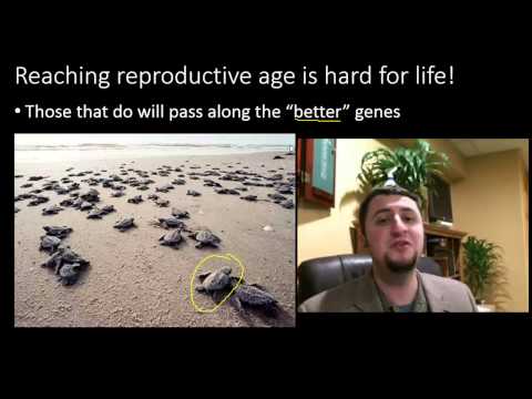 Natural Selection and Fitness
