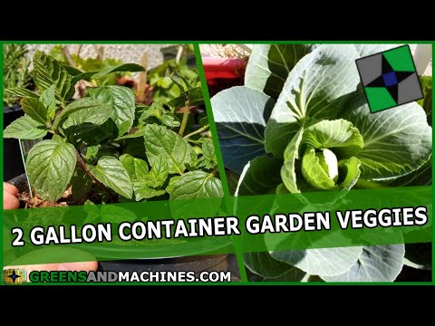 Best Vegetables to Grow in Two Gallon Container Gardens