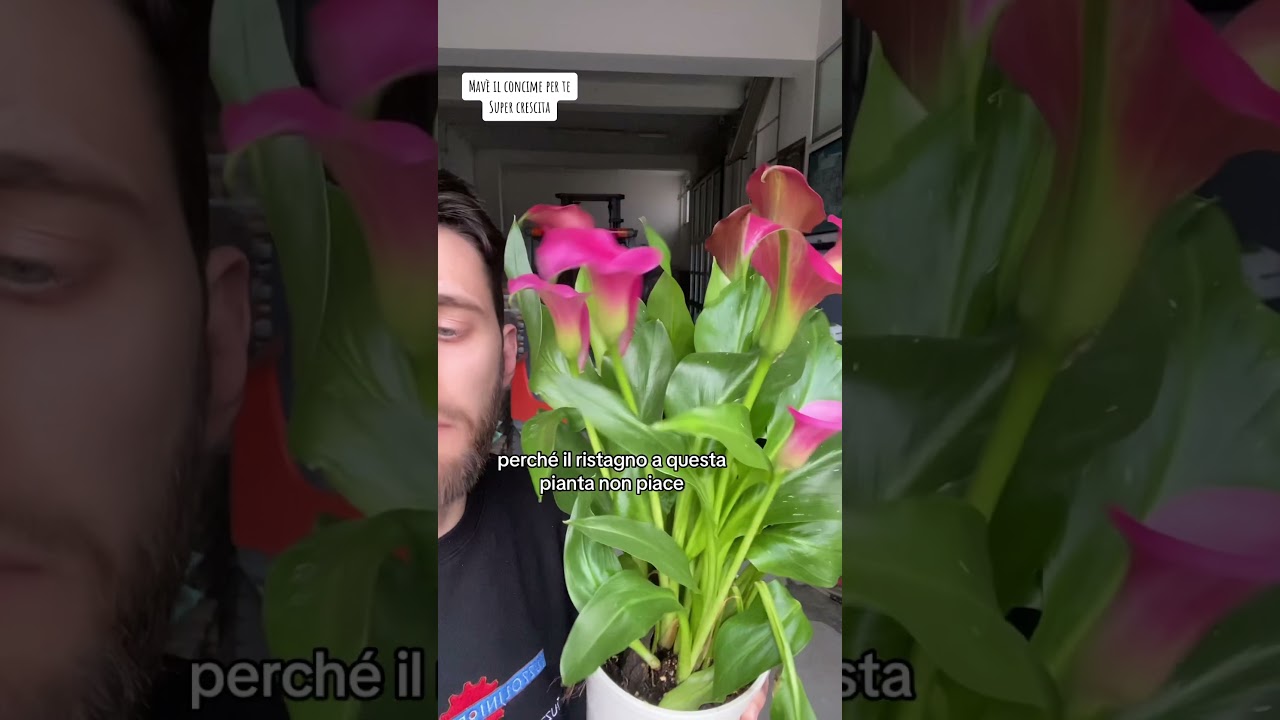 Calla colorata coltivazione