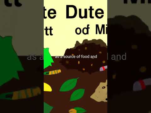 What is the difference between a decomposer and a detritivore?