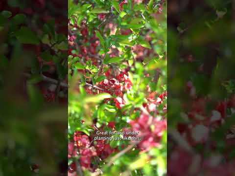 WHAT IS JAPANESE QUINCE? πΊπ Frankie Flowers