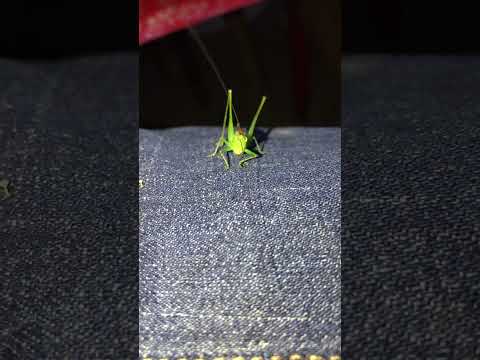 #grasshopper #grasshoppers #insect #insects