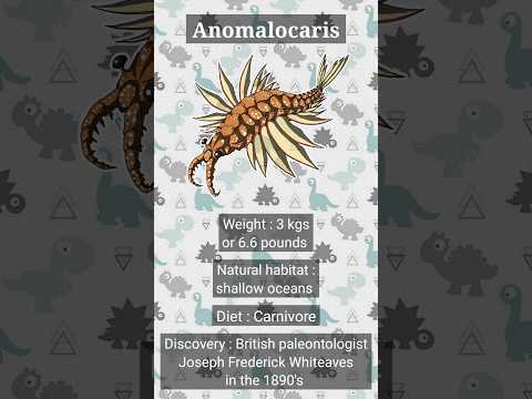Anomalocaris ।। in a nutshell #anomalocaris #prehistoricearth #shorts #fossils #paleoanthropology