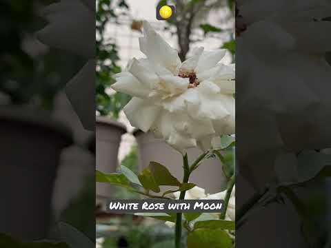 White roses💮represents purity & moon🌕 joyful life #shorts #garden #ytshorts #viral #rose #moon #yt