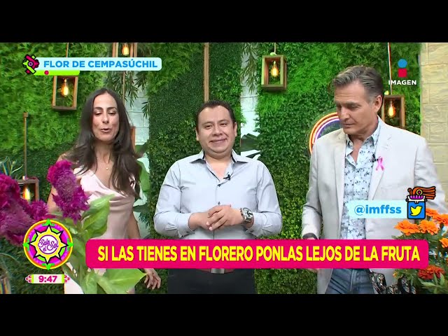 4 trucos para que tus flores de cempasúchil duren más tiempo | Me lo ...