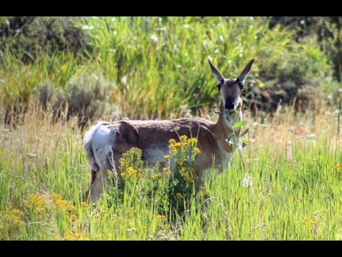 Providing a Home for the Fastest Land Mammal in North America