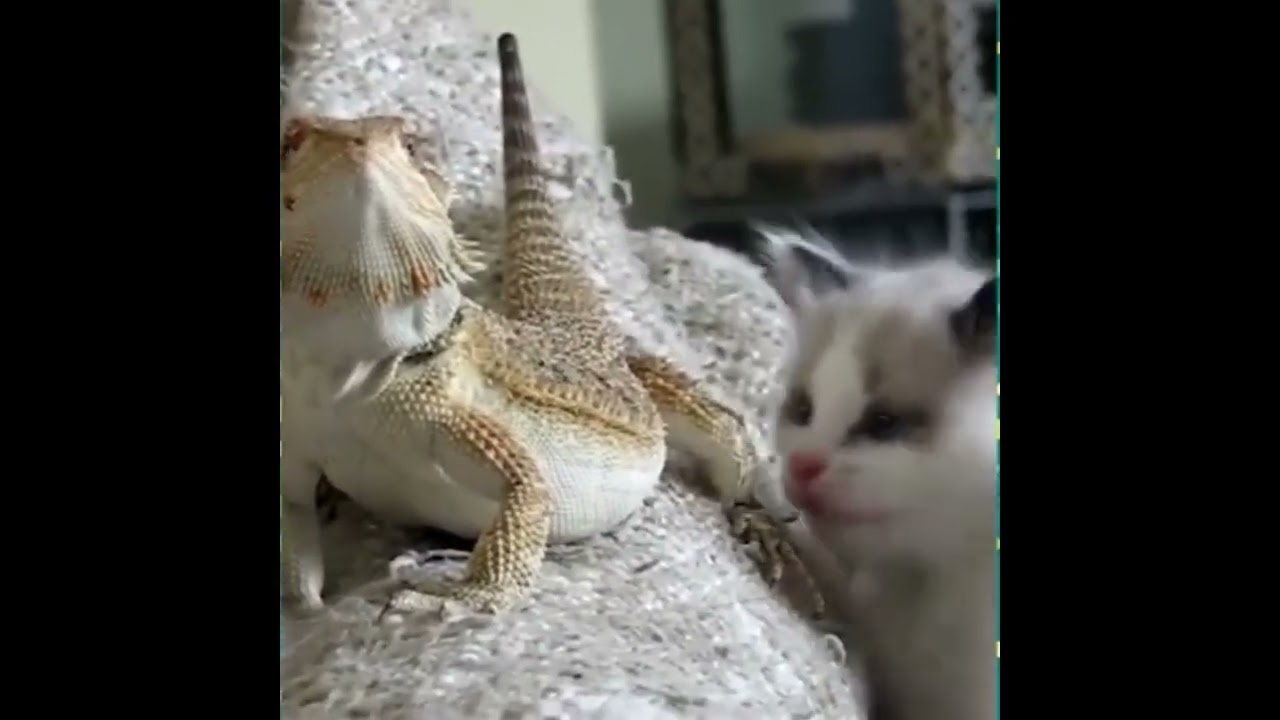 Amazing Cat Performs Magic Trick! #Cats #Tricks