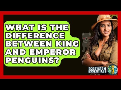 What Is The Difference Between King And Emperor Penguins? - Ecosystem Essentials