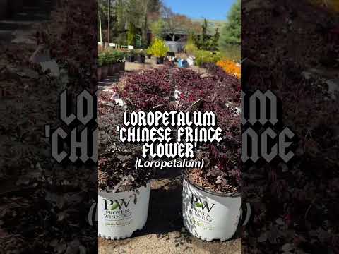 *LOROPETALUM*🌺🌳✨or ‘Chinese Fringe Flower’ | Brian’s TOP Plant Picks For Spring 2025! #gardening