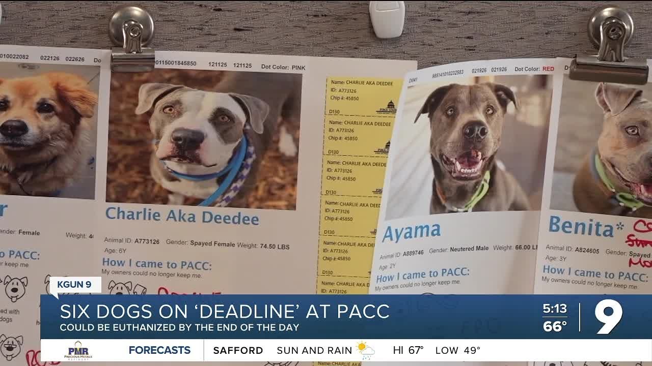 'This is a life-saving plea': Pima Animal Care Center running out of room
