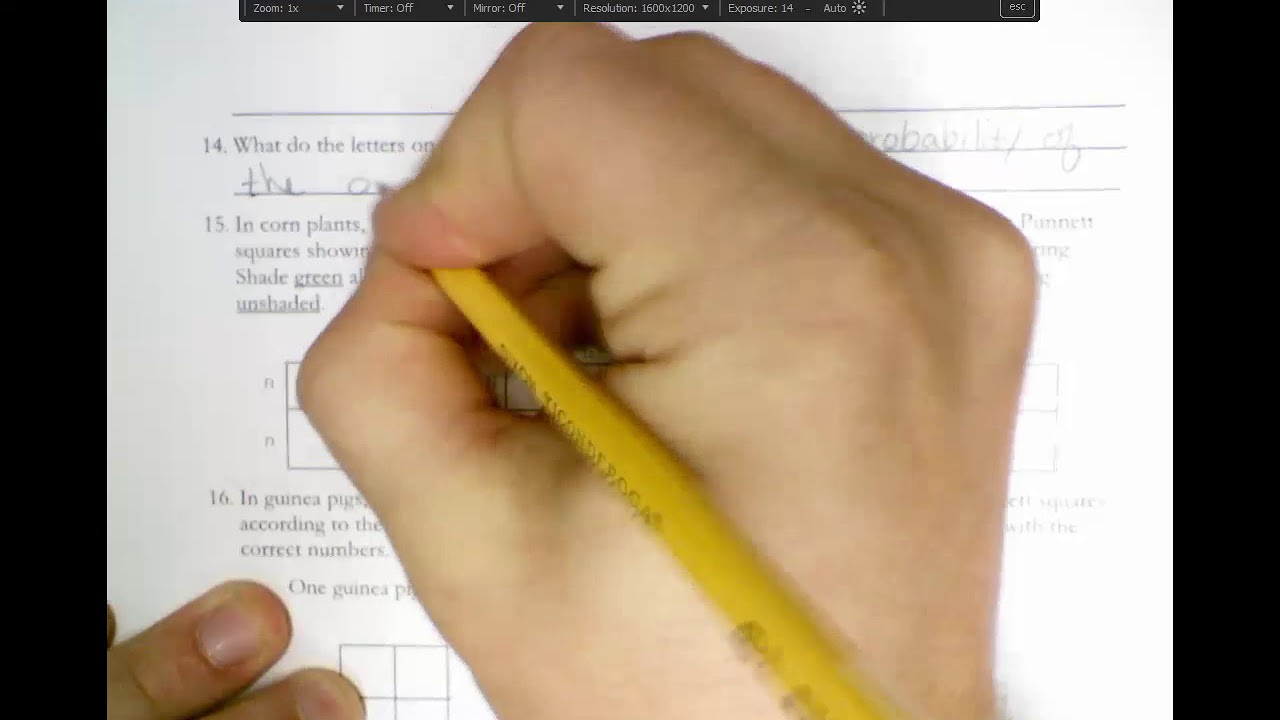 Monohybrid Cross Worksheet