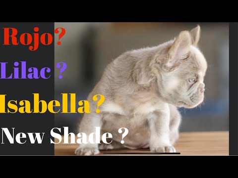 Color DNA Confusion !!