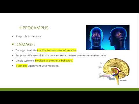what is hippocampus? its introduction function and damage with example. in Urdu/Hindi