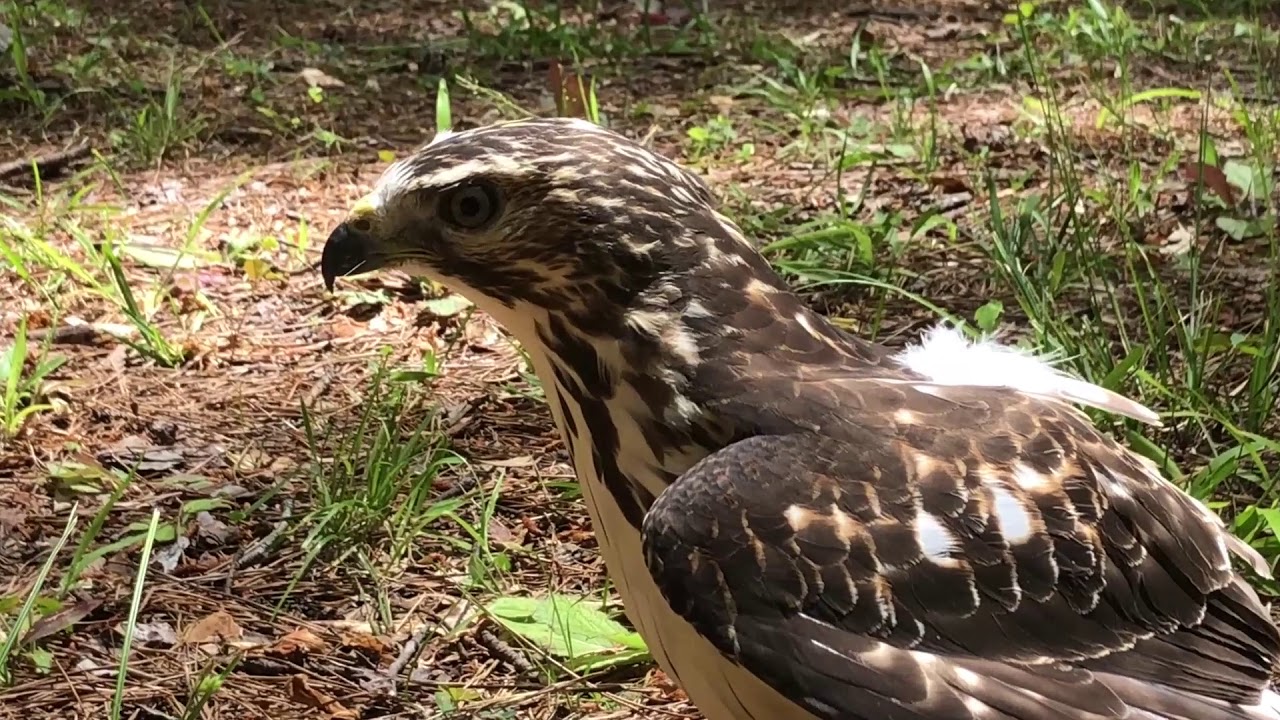 Broad-winged Hawk Release