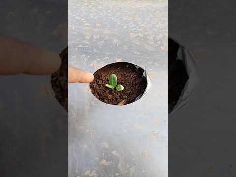 मलचिंग पर बीज लगाने में सावधानी