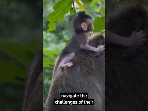 Baboons: Savanna's Cunning Primates.