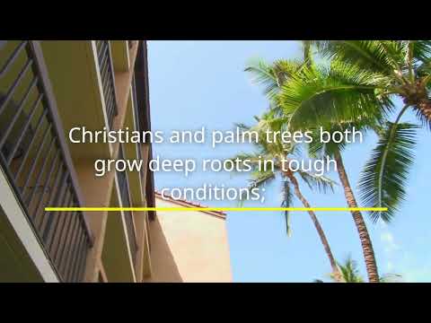 Daily Bible Study What Do Christians And Palm Trees Have In Common?