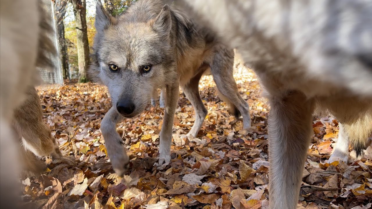 How to Boop a Pack of Wolves