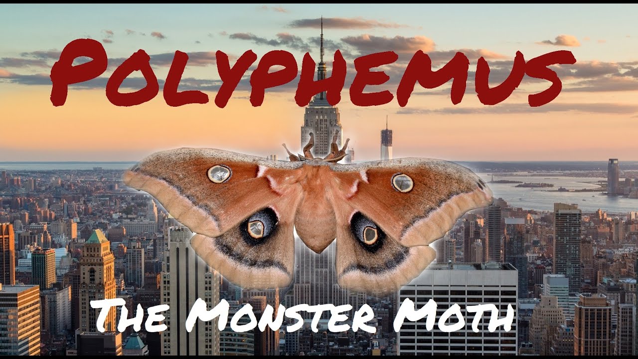 The Polyphemus Moth - Antheraea polyphemus