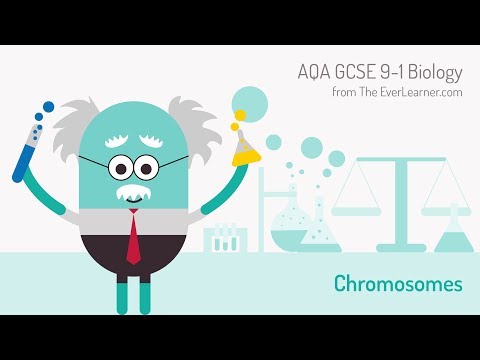 AQA GCSE 9-1 Biology: Chromosomes
