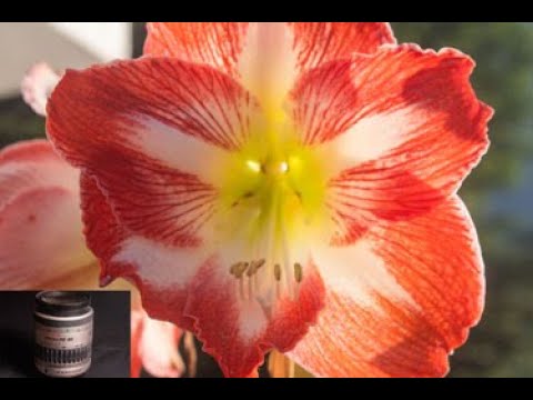 Pictures of Flowers Taken with a 28-80mm Lens and a Plus+3 Filter. Part 2, Day Time.