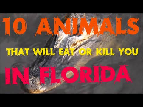 Top 10 List Of Animals That Will Eat Or Kill You In Florida