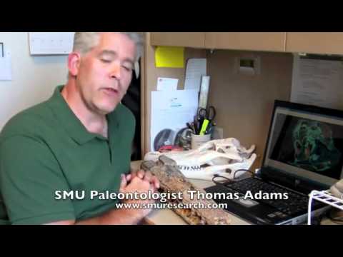 Ancient Crocodile Was a Texas Native