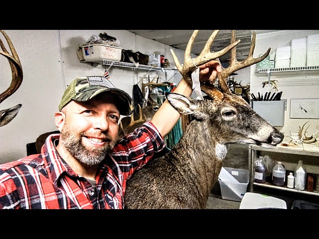 A Beginner's Guide to Mounting a Deer Head: Step-by-Step Taxidermy ...