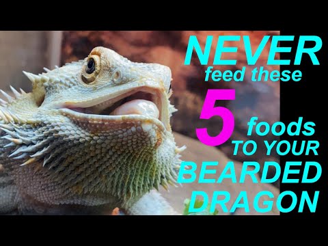 DANGER! These 5 Toxic Foods Could Endanger Your Bearded Dragon's Life!