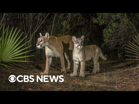 Florida panther on the brink of extinction makes a comeback