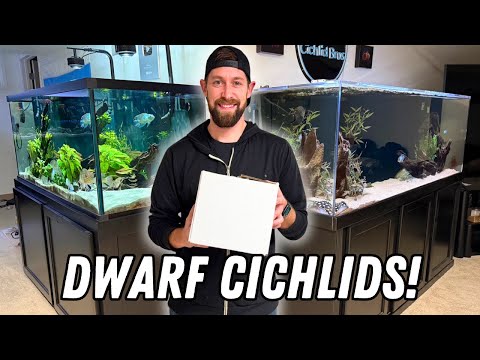 Unboxing Beautiful Dwarf Cichlids | Perfect Cichlids for Small Aquariums