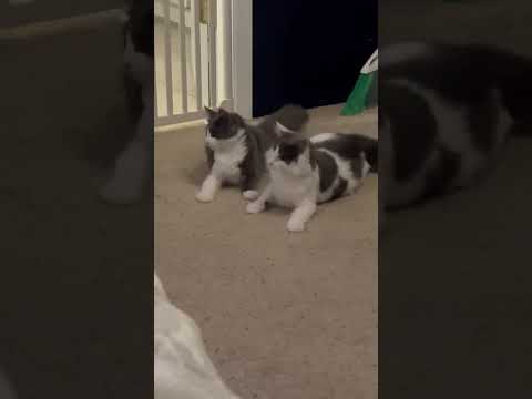 Cat for adoption - Panda (Chonk-a-Donk), a Calico & Domestic Medium ...